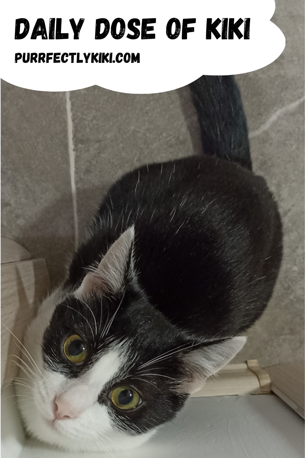 Daily Dose of Kiki - Mouse Look