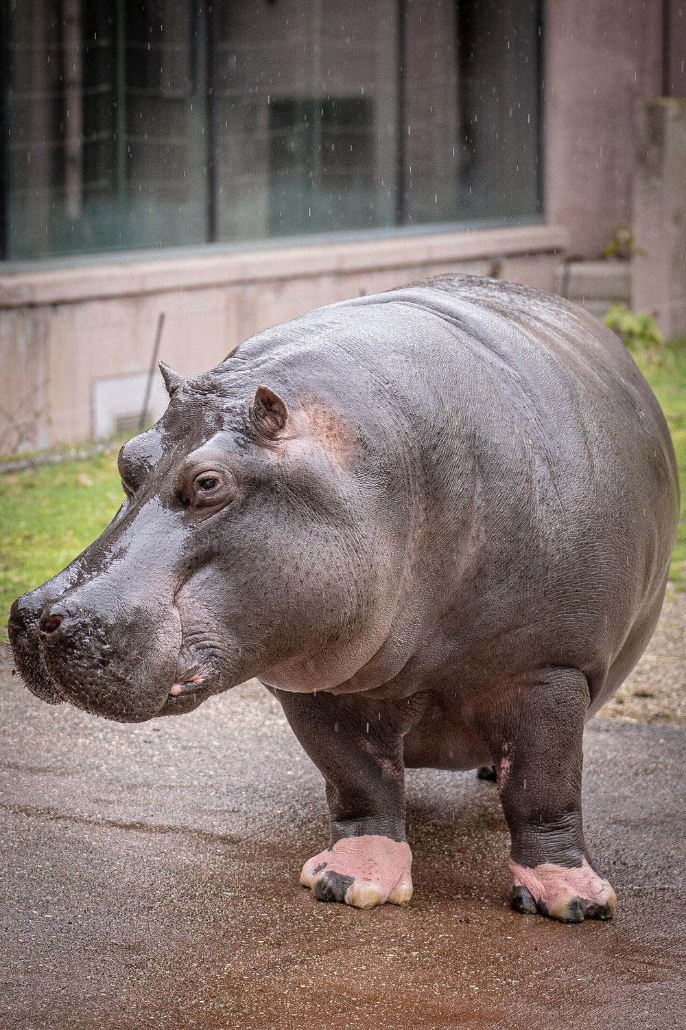 Hipster Hippo ‘wearing’ pink socks (Hippopotamus amphibius)
