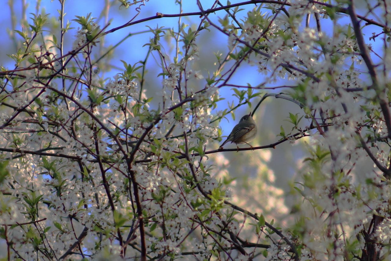 A Ruby-Crowned Kinglet basks in an arbor of wild cherry flowers.