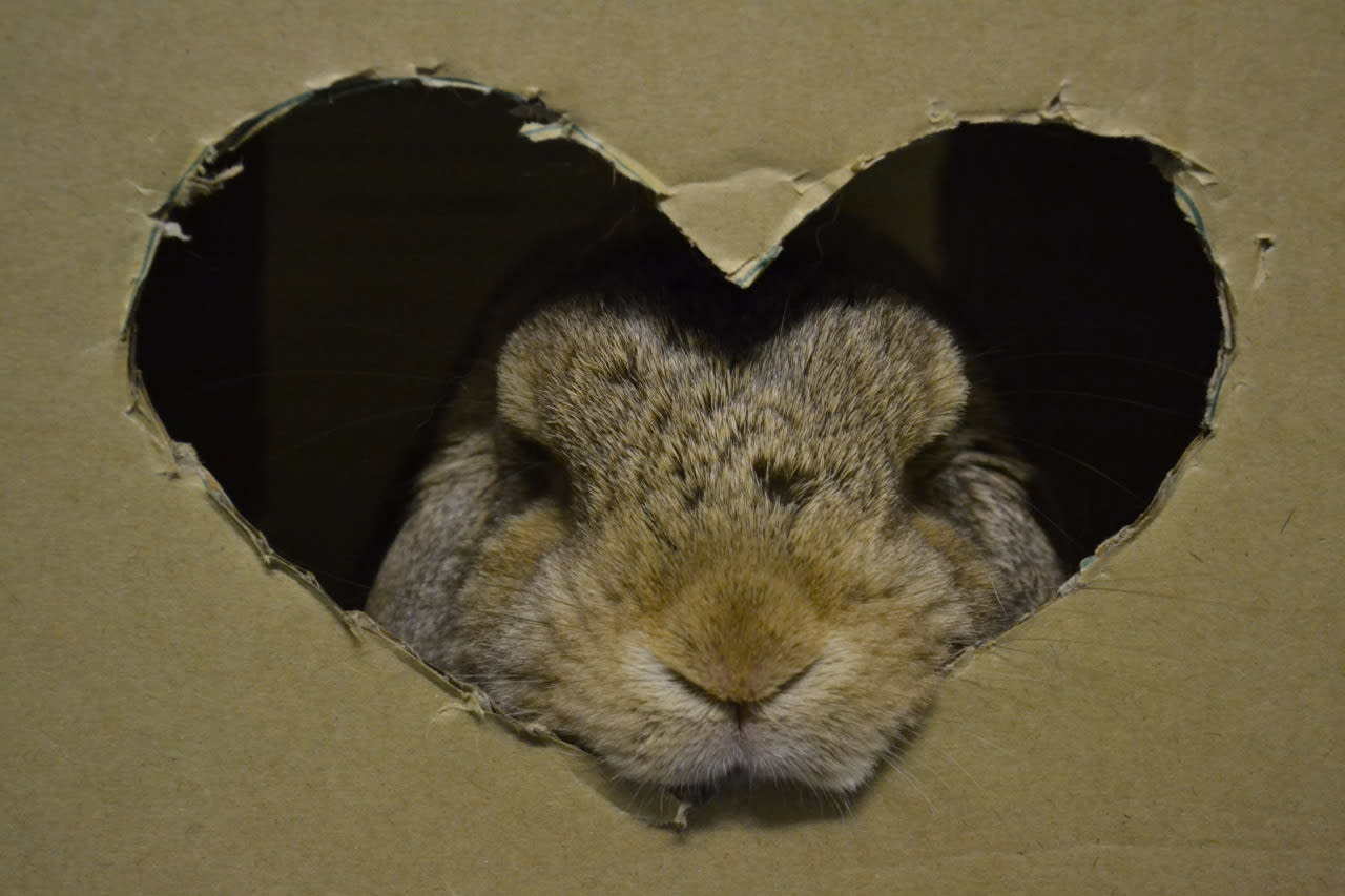 Bunny Food on Tumblr