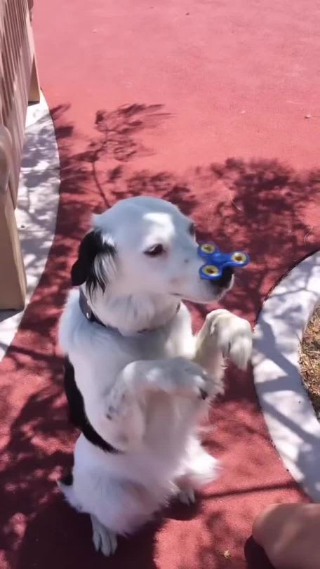 Doggy shows off their fidget spinner trick! 🐶 Follow me for more smart ...