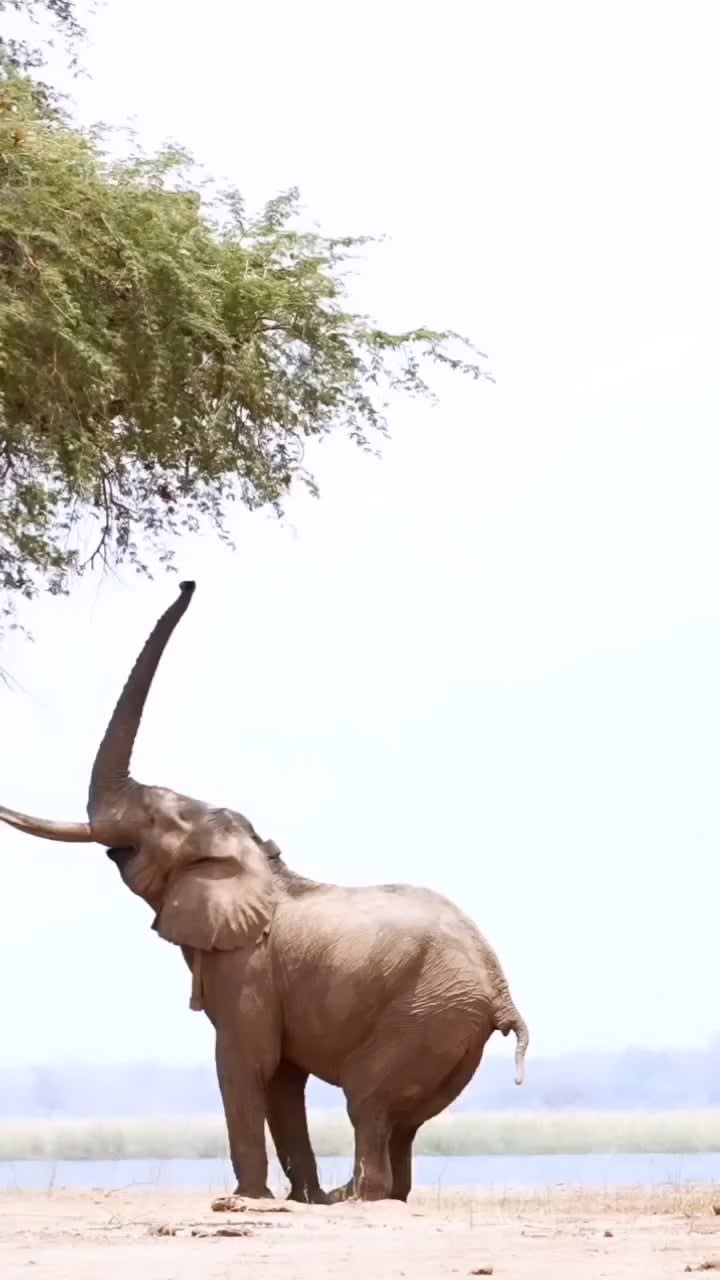 African elephant standing on hind legs to feed on tree
