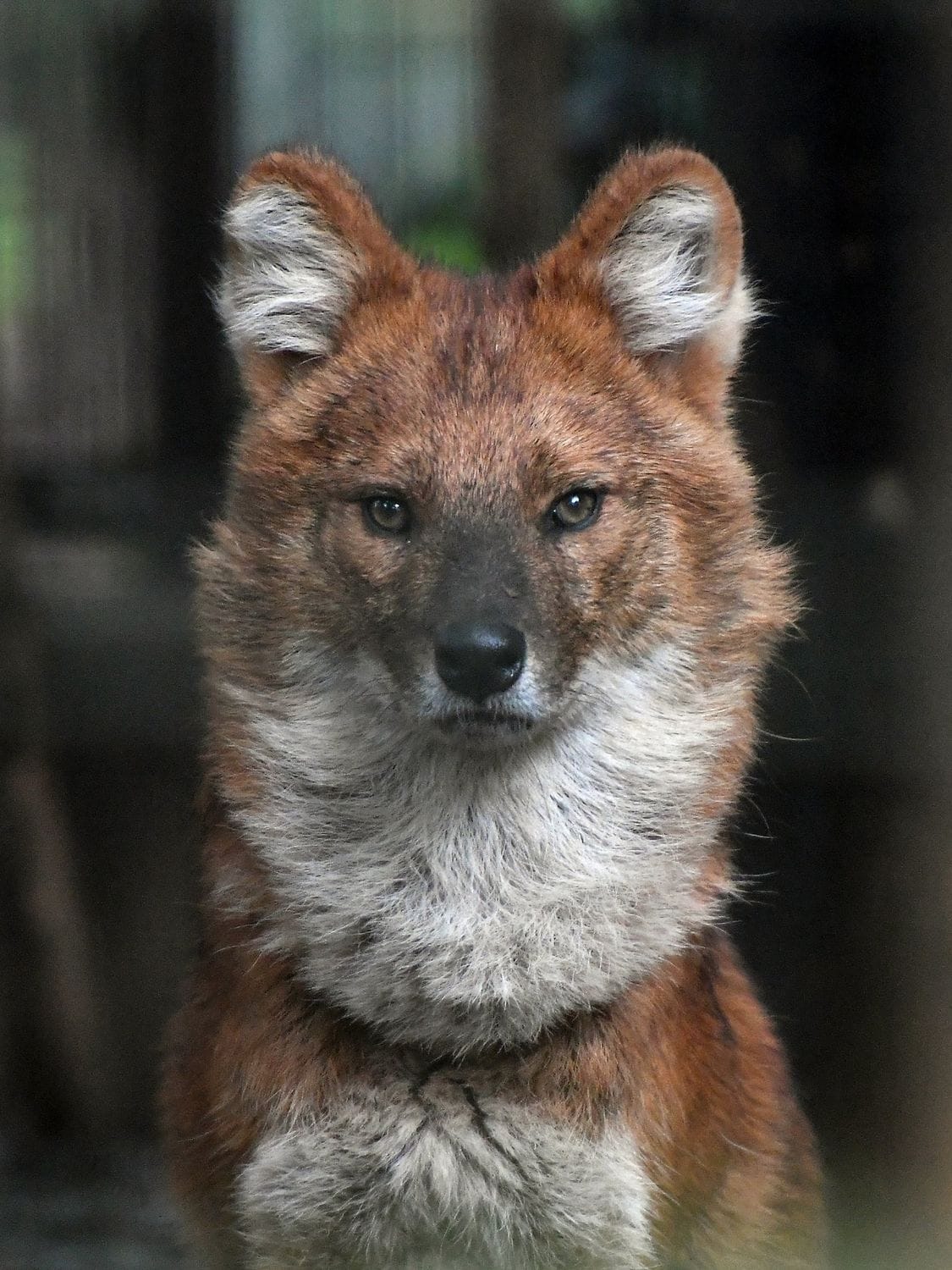 The adult dhole is characterized by a rusty red coat with a pale ...