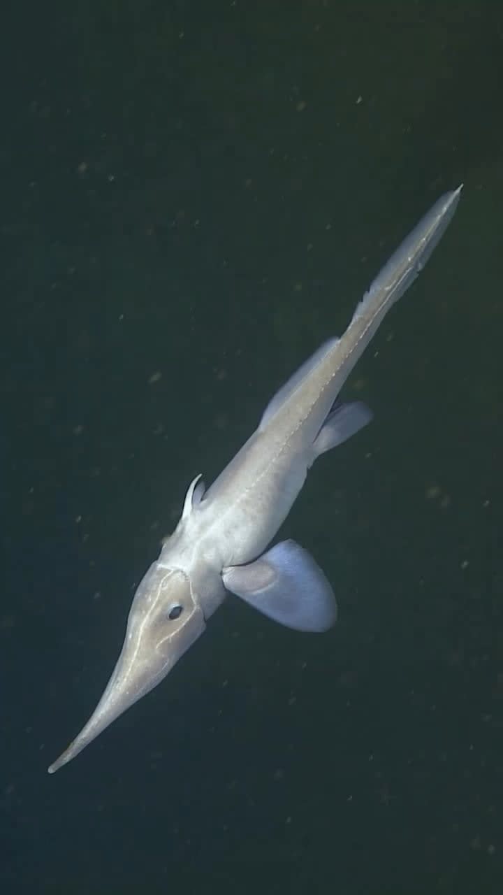 The Narrownose Chimaera (Harriotta raleighana).mp4