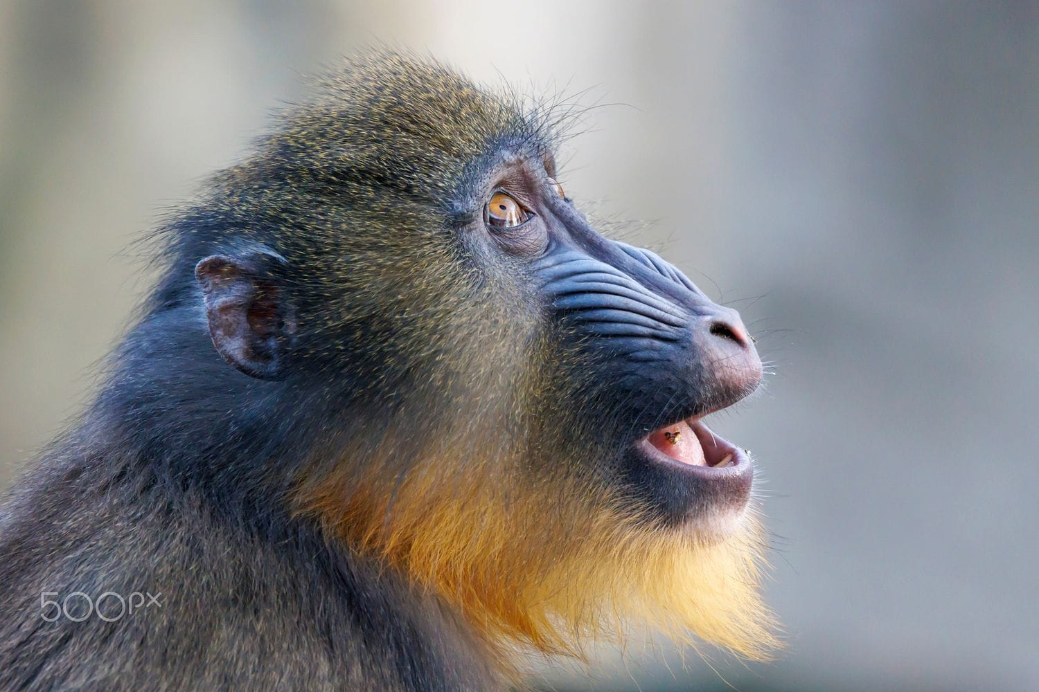 Mandrill