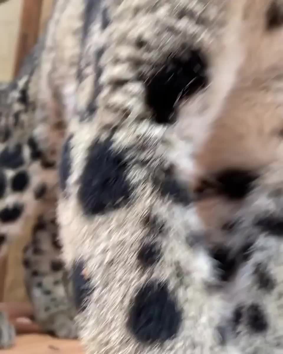 Big kitty needed to stretch