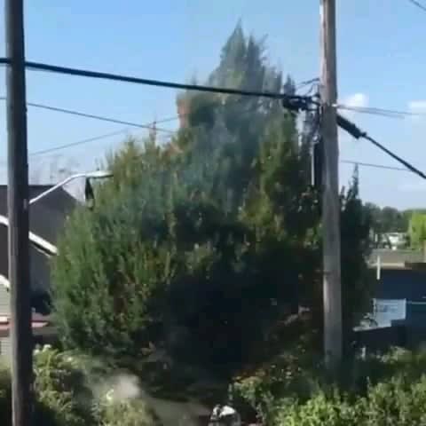 Power lines make a tree explode