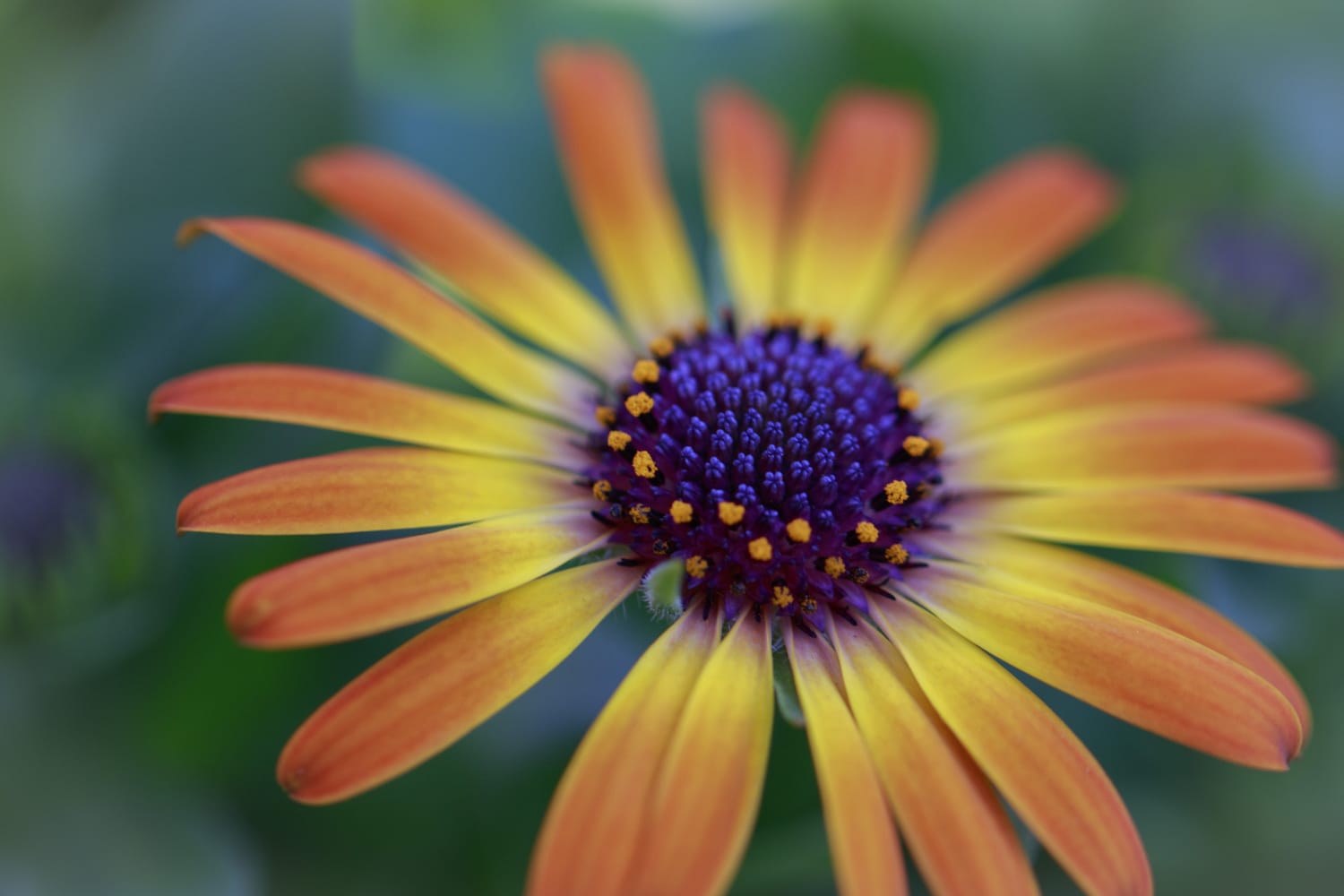 Colorful Daisy