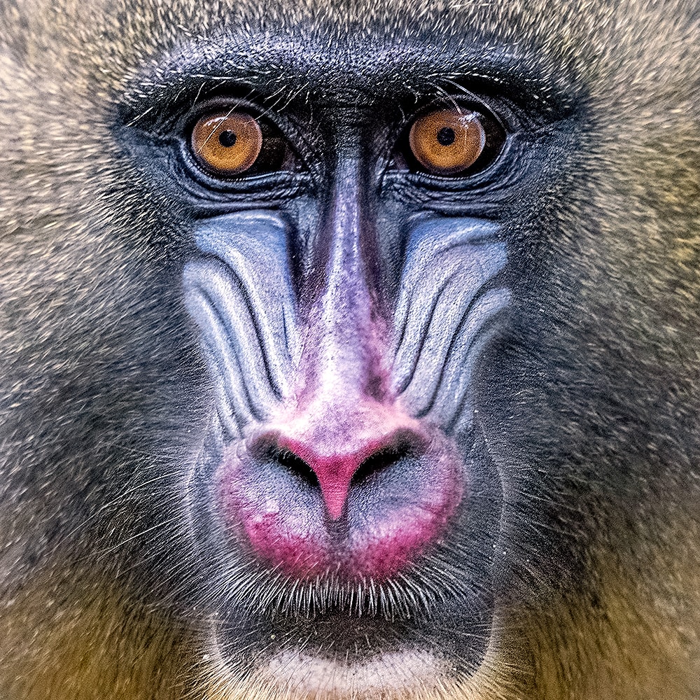 mandrill