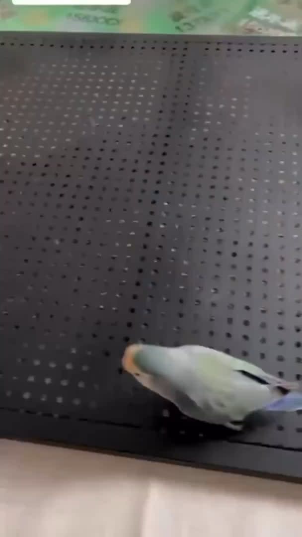 This badass color matching bird keeps going