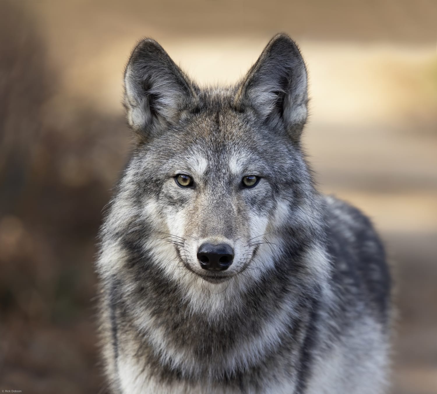 Eastern Timber Wolf