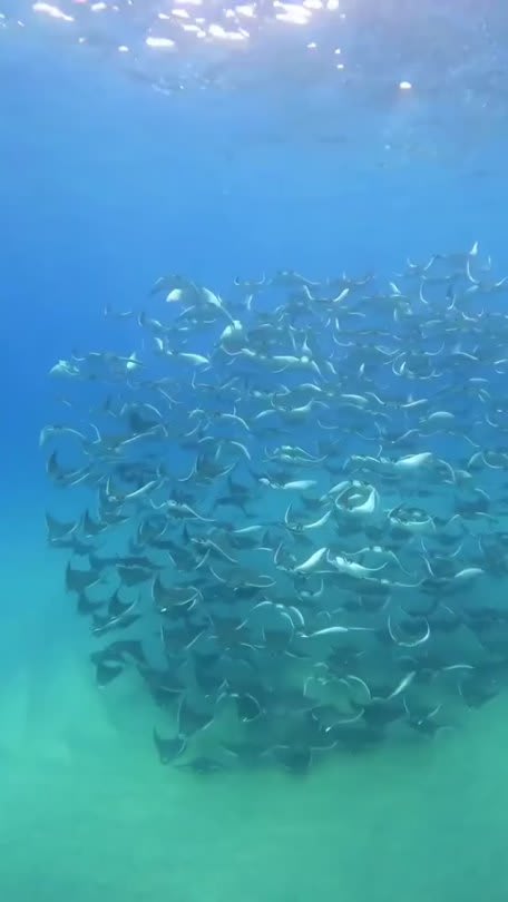 Pack of manta rays