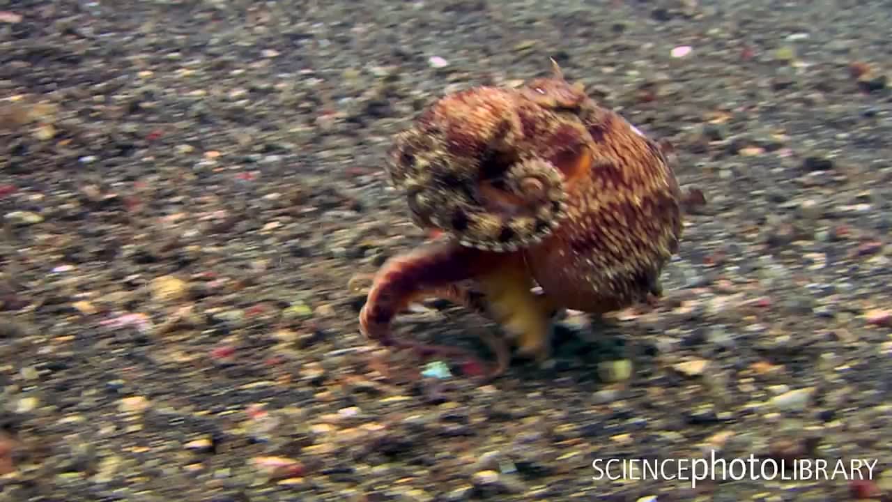 Veined octopus (Amphioctopus marginatus) running across the seabed on ...