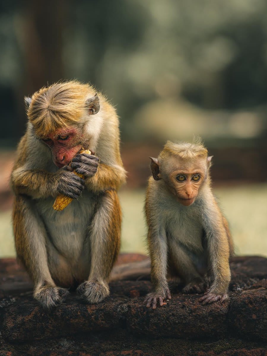 When your friend doesn’t share food 💔 Rhesus Macaques (Macaca mulatta ...