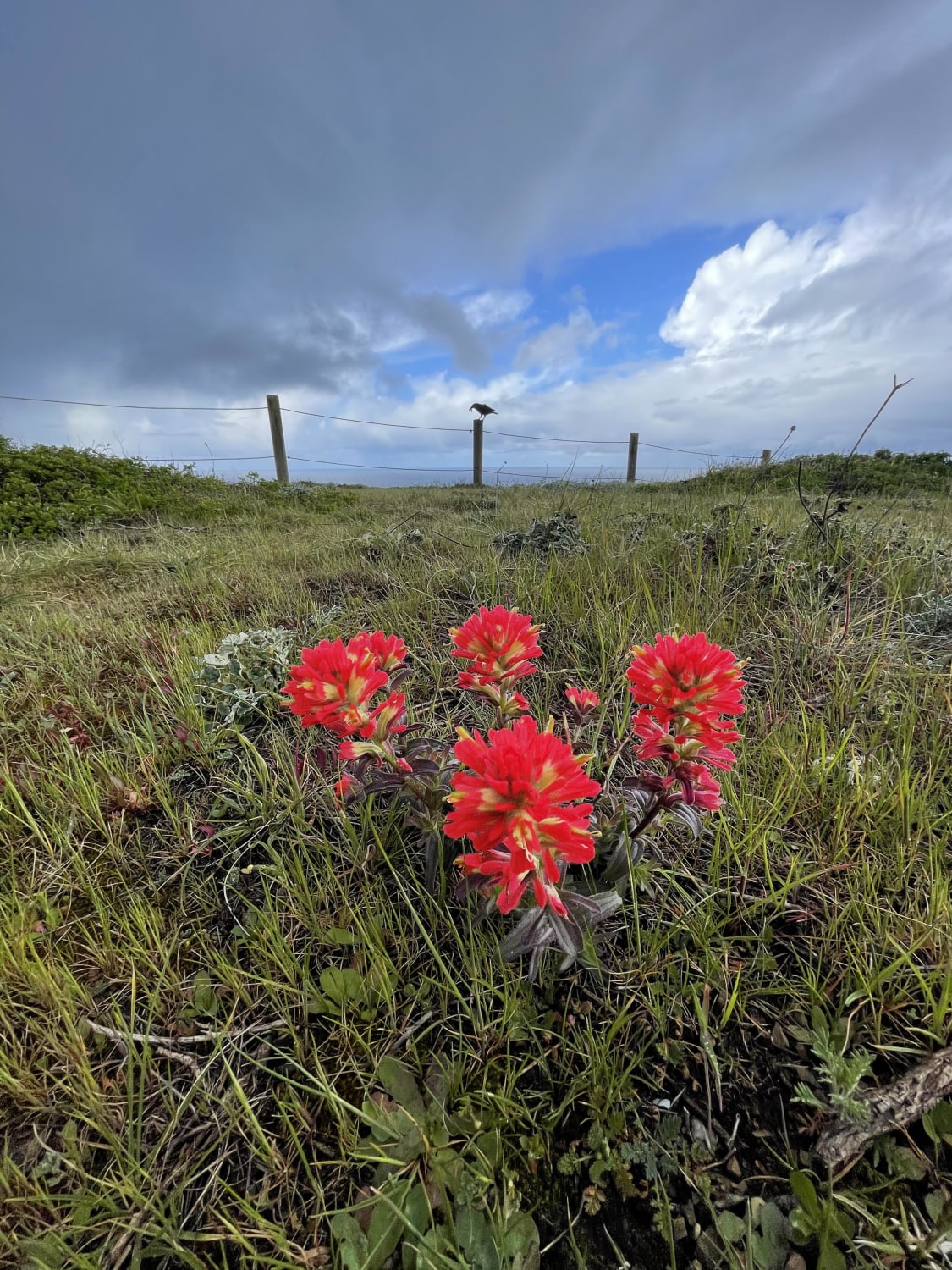 Indian Paintbrush (Castilleja)