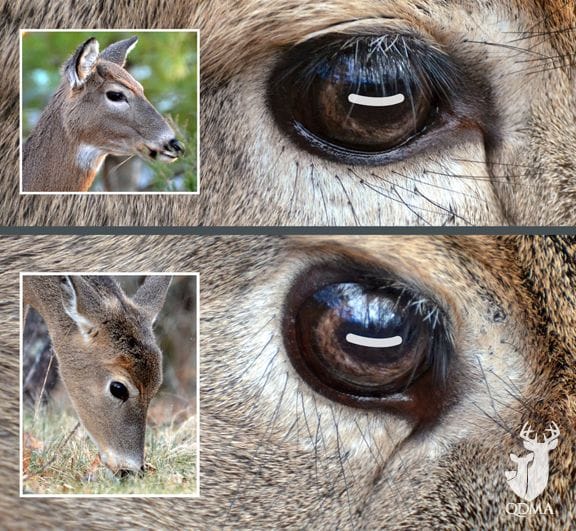 Deer and other grazing animals with horizontal pupils rotate their eyes ...