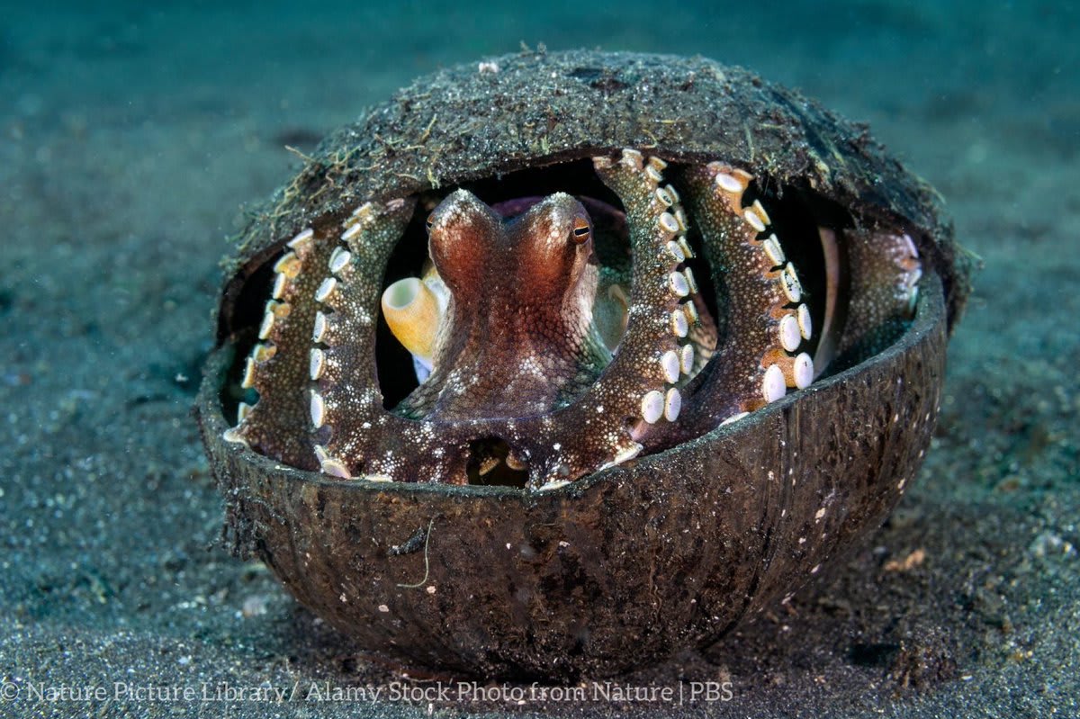 The coconut octopus isn't picky about where it lives. 🐙 This cephalopod ...