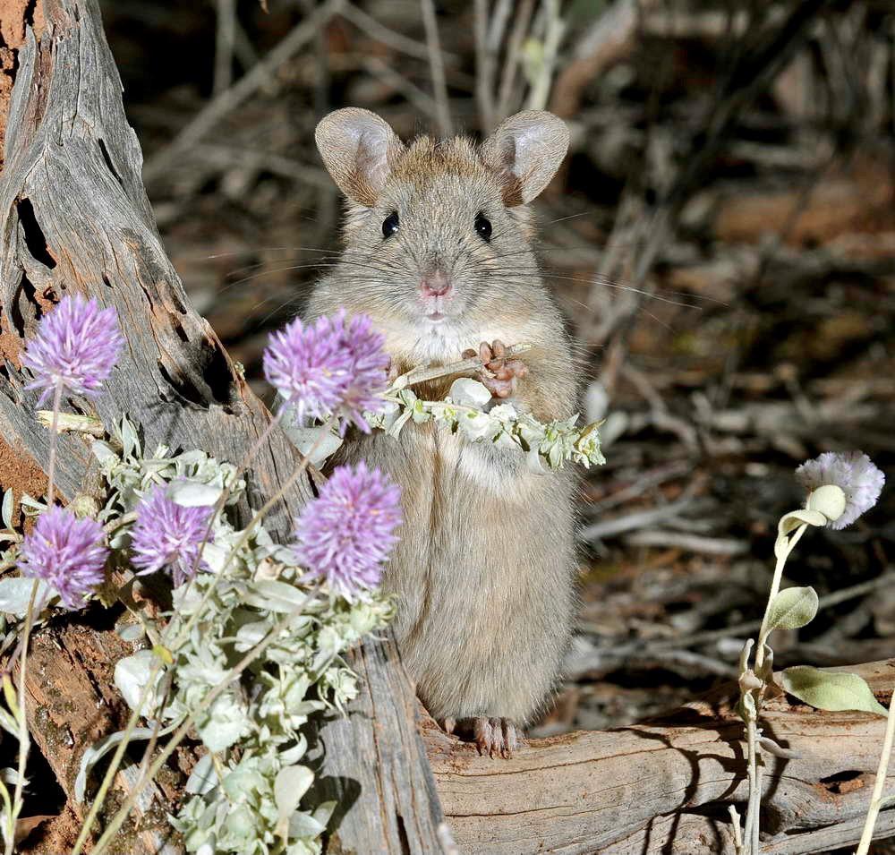 The greater stick-nest rat/wopilkara (Leporillus conditor) construct ...