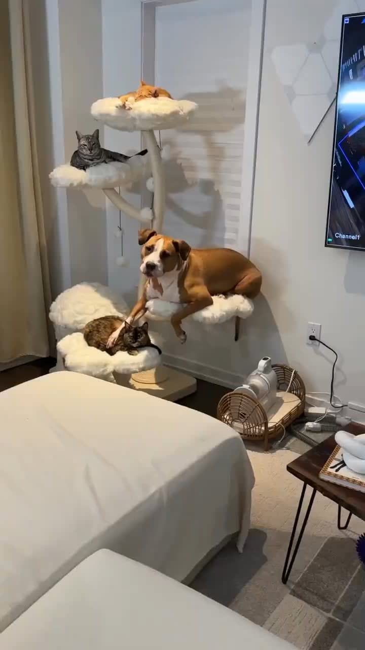 I identify as a cat today.