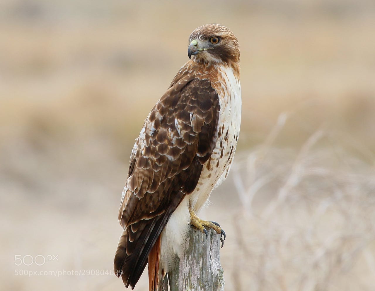 Majestic Red Tailed Hawk by gmac3615 http://bit.ly/2FxRJAv