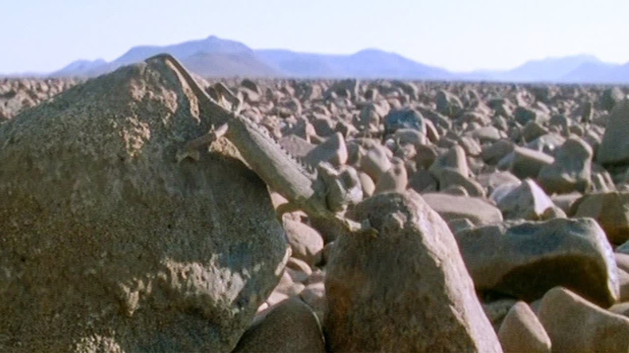 The TOTALLY Invisible Lizard | Walk On The Wild Side | Funny Talking ...