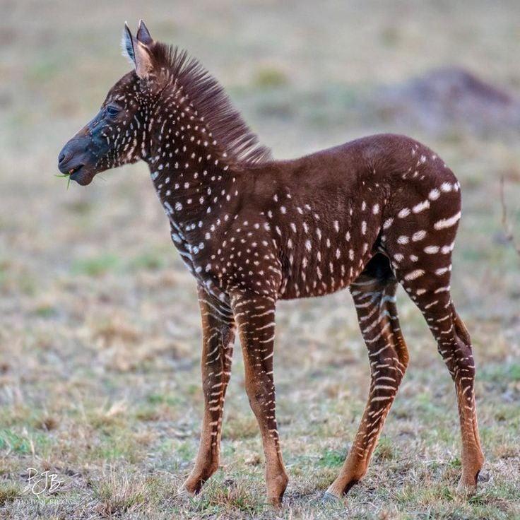 Rare dotted zebra foal. The eye-catching animal, seen in Kenya’s Masai ...