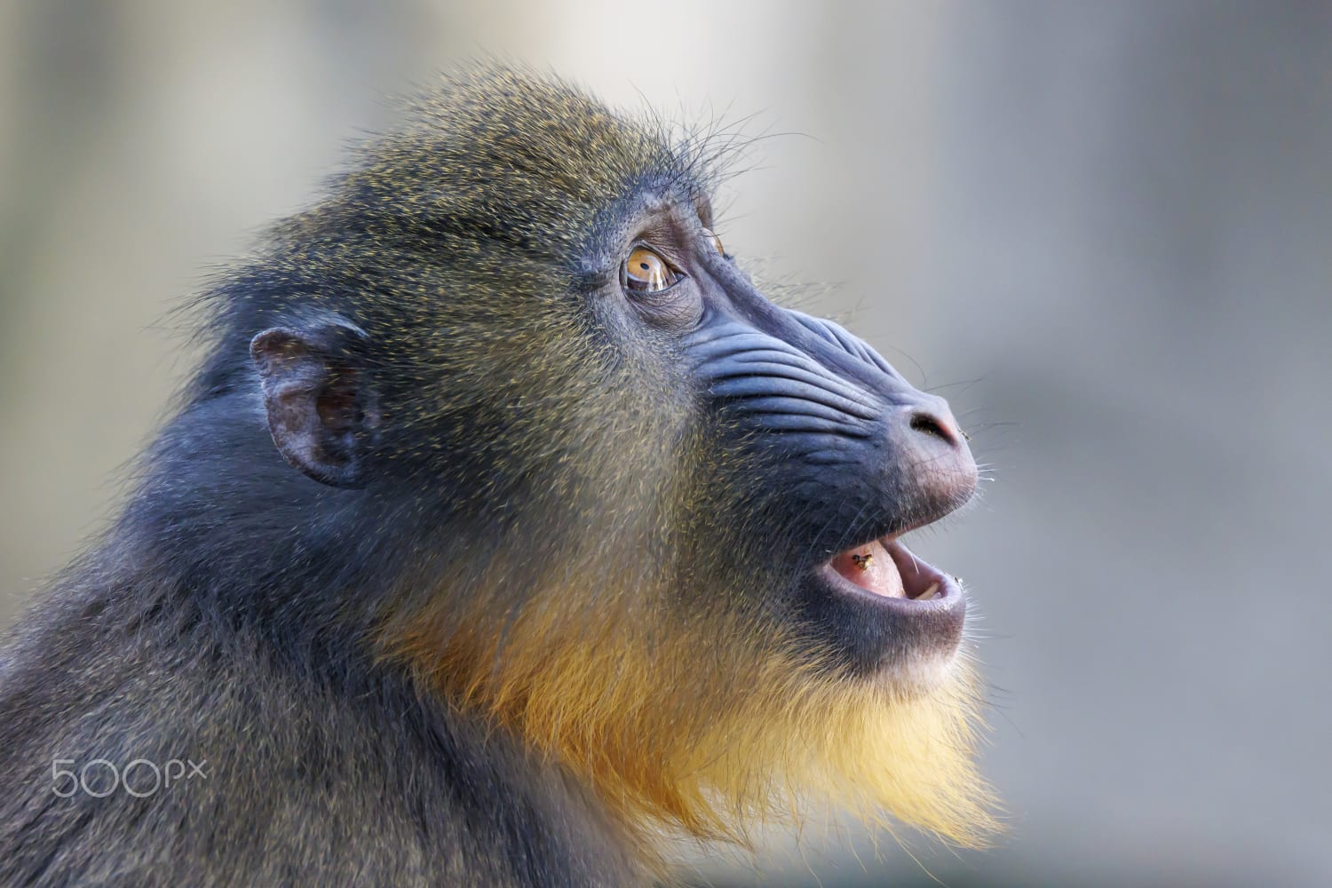Mandrill