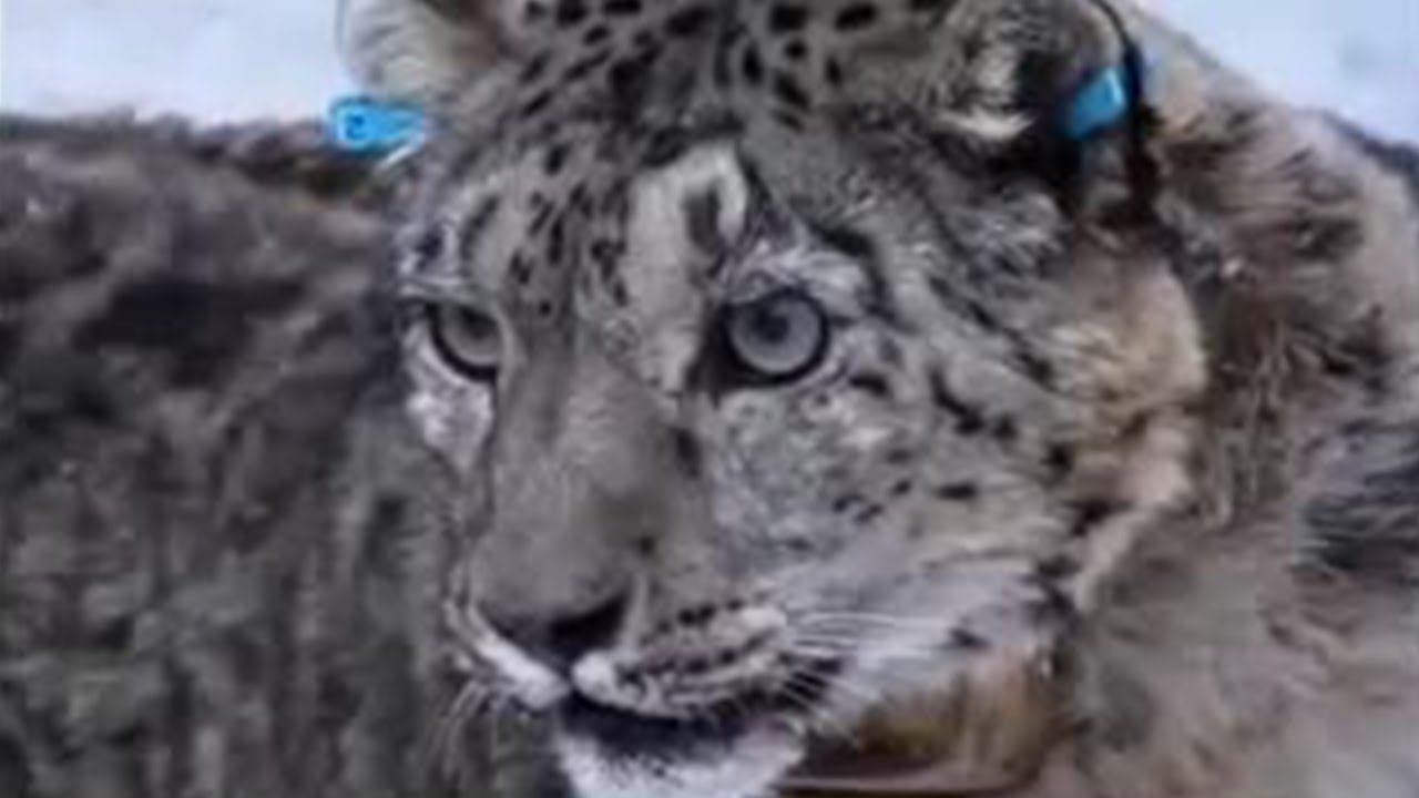 The Ethics of Capturing Leopards | Snow Leopard: Beyond the Myth | BBC ...
