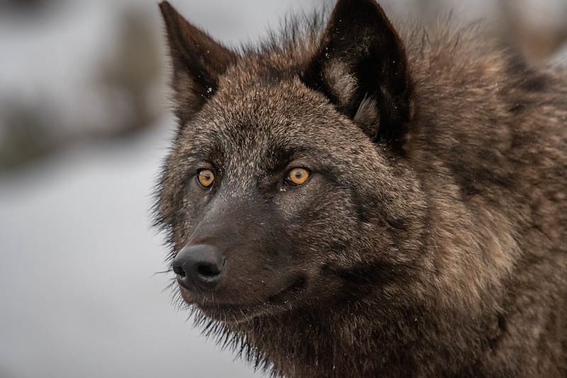 Northwestern wolf (Canis lupus occidentalis) Yellowstone National Park, USA © Mara Patton & Dave ...