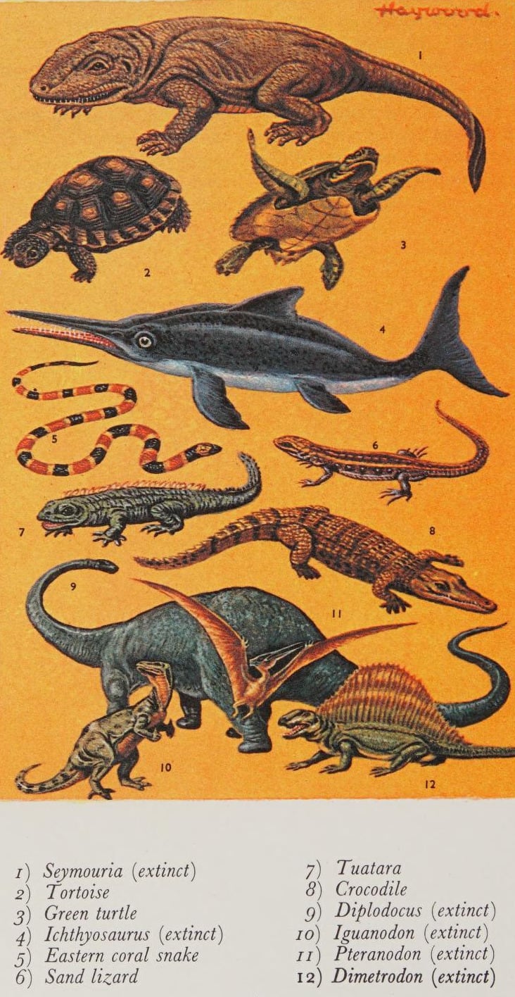 The range of reptile forms from The Life of Animals with Backbones ...
