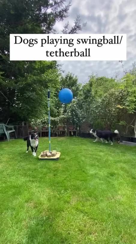 dogs playing tetherball