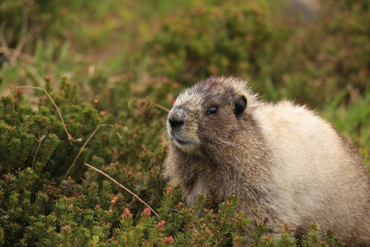 Bears aren't the only mammals fattening up in preparation for ...