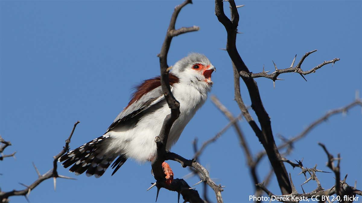 Get to know the smallest raptor in Africa: the African Pygmy Falcon ...