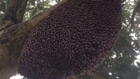 Bees creating a defense wave called “shimmering” to ward off Wasps ...