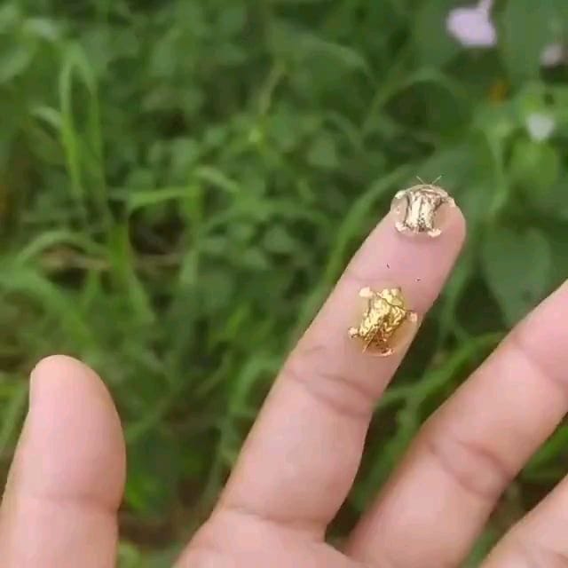 The Golden Tortoise Beetle (Aspidimorpha sanctaecrucis)