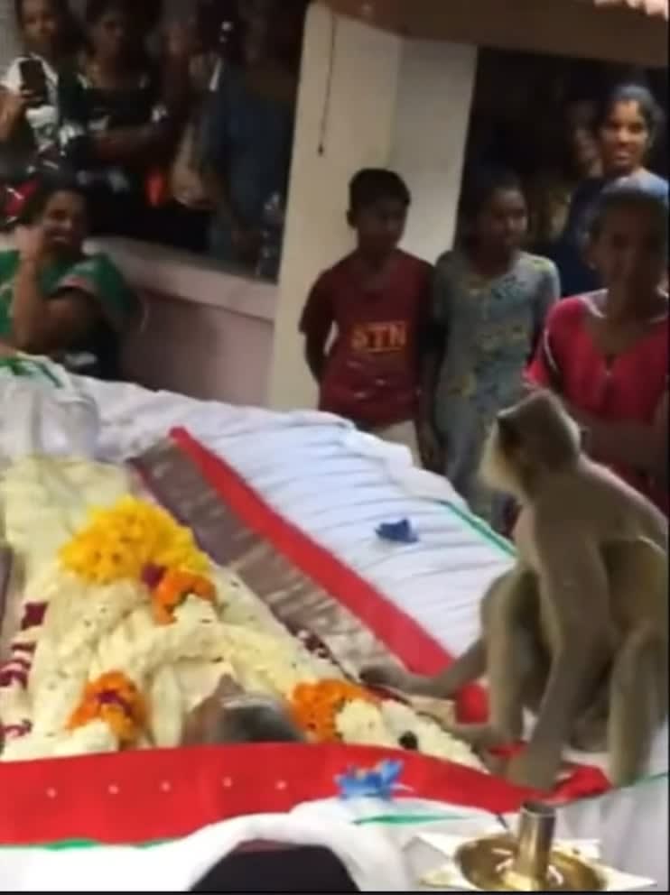 Monkey attends funeral of man who used to feed him; tries to wake him up