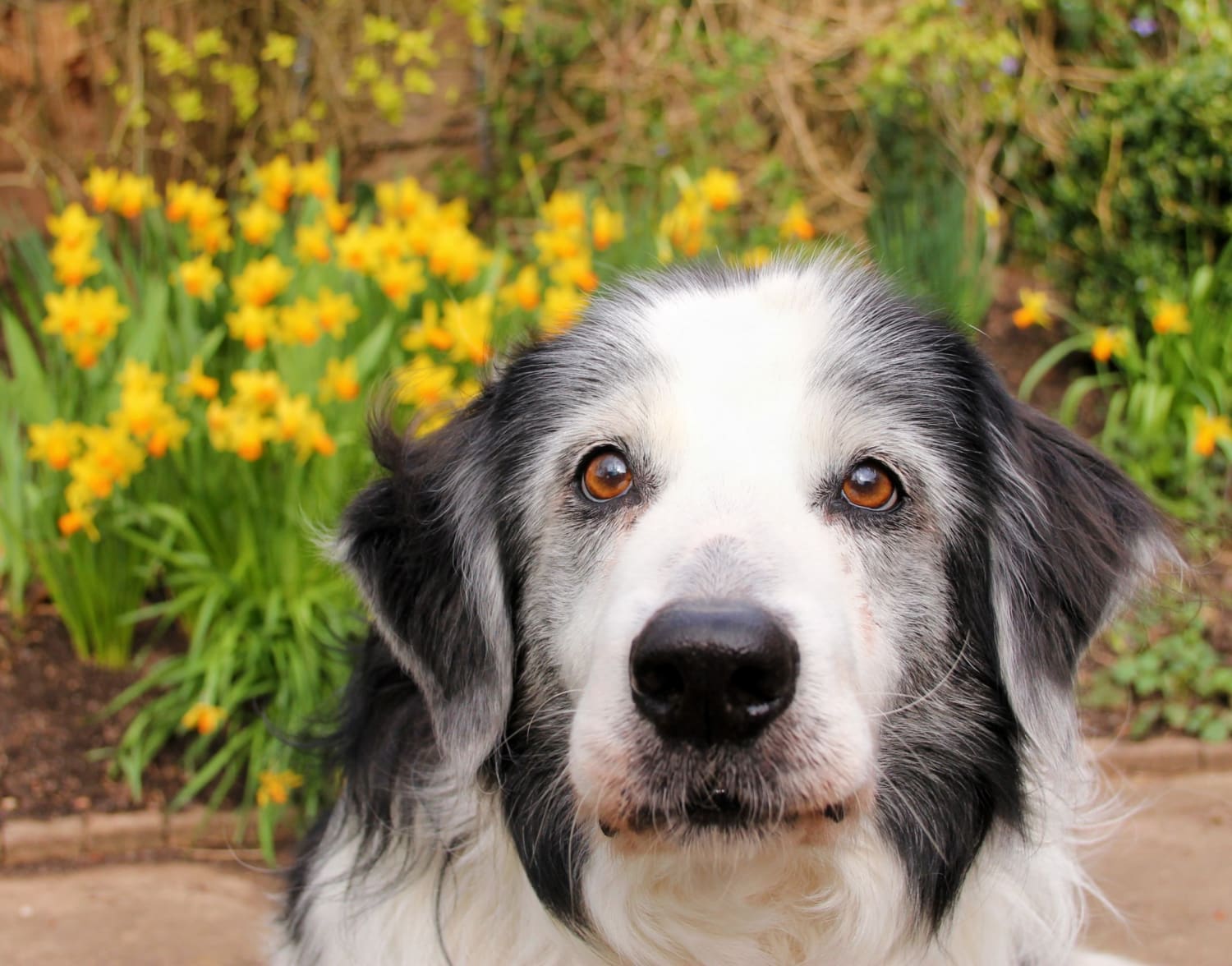 Sweet old Barney, sitting with the daffodils at the park. He’s been ...