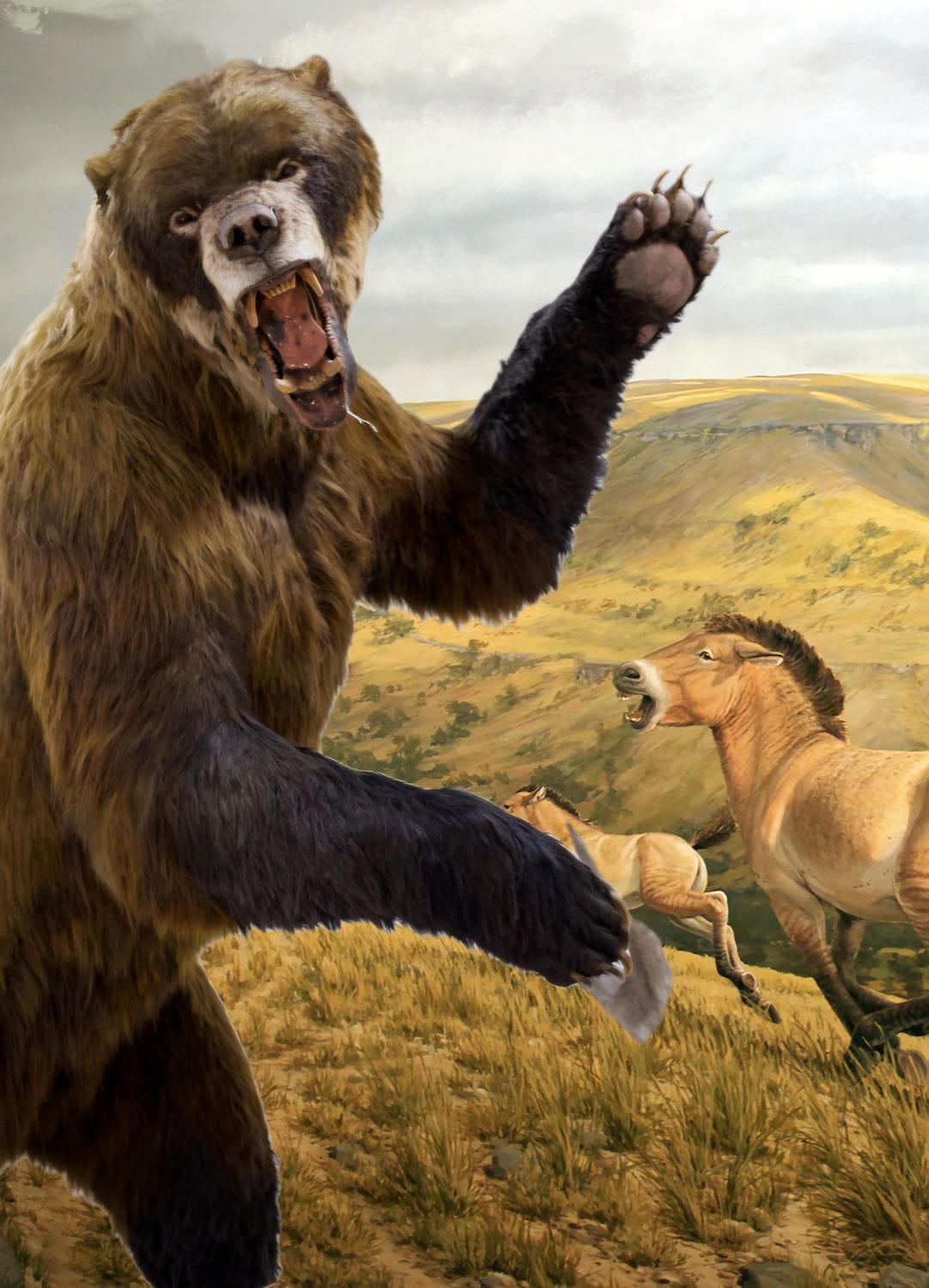 Arctotherium Angustidens