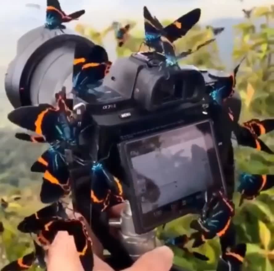 Butterfly’s crowding this photographers camera