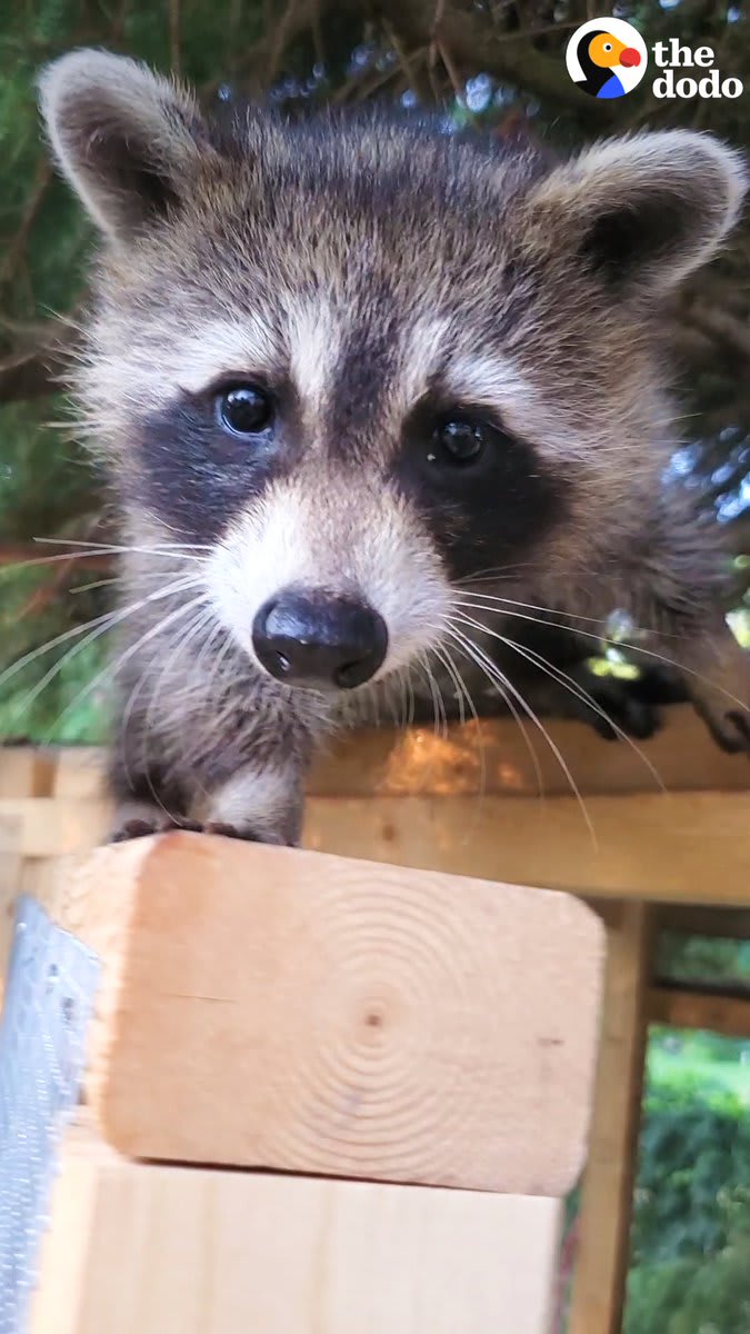Raccoon still visits her rescuer after being released back into the ...