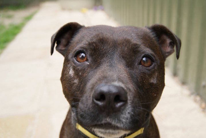 - Staffordshire Bull Terrier. Want more? Follow:http://dogsandpupsdaily ...