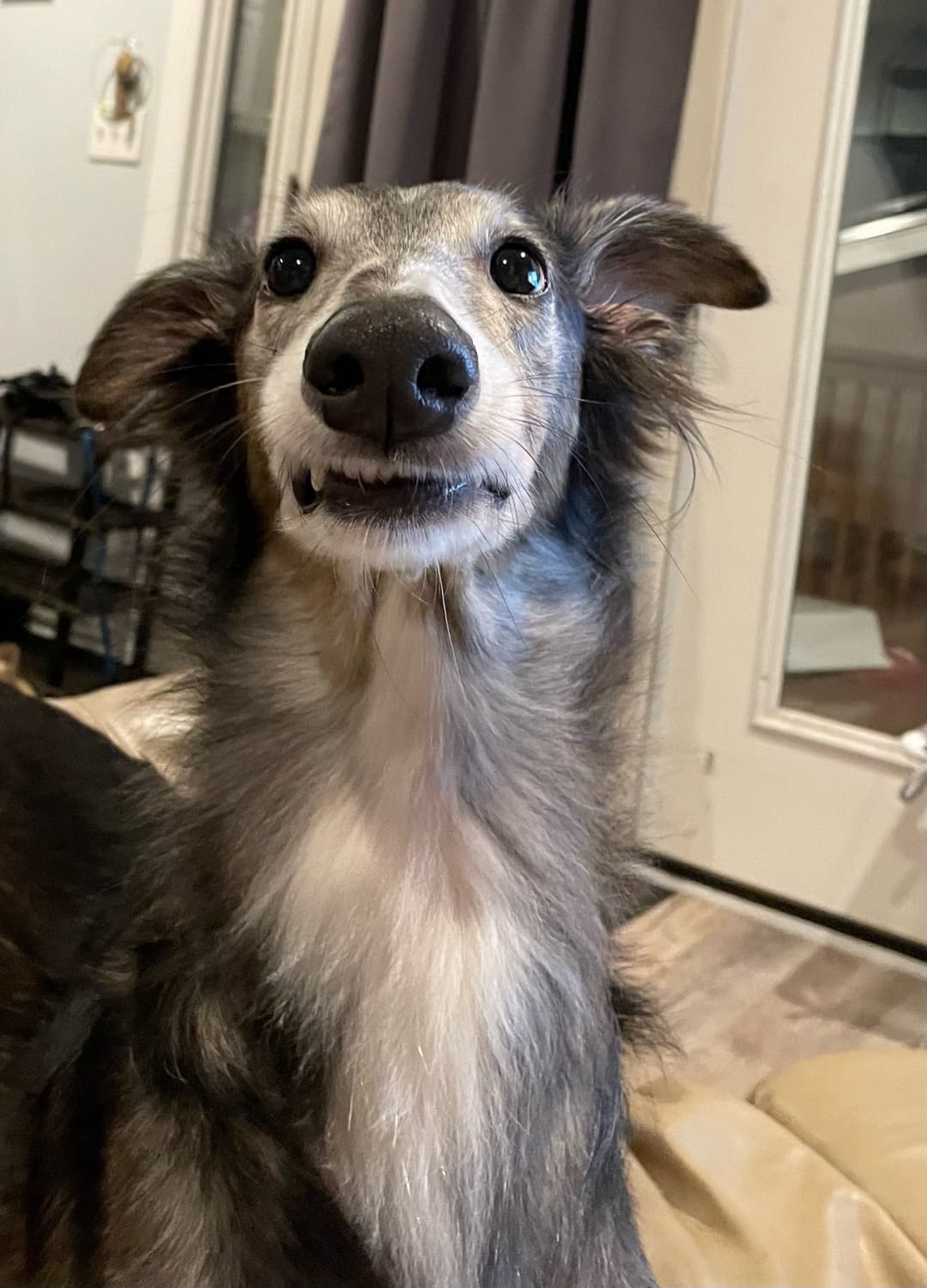 He is a Jim Henson puppet