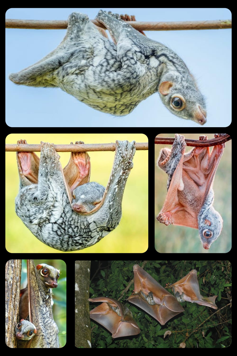 The Colugo, also known as a "Flying Lemur:" these mammals are able to ...