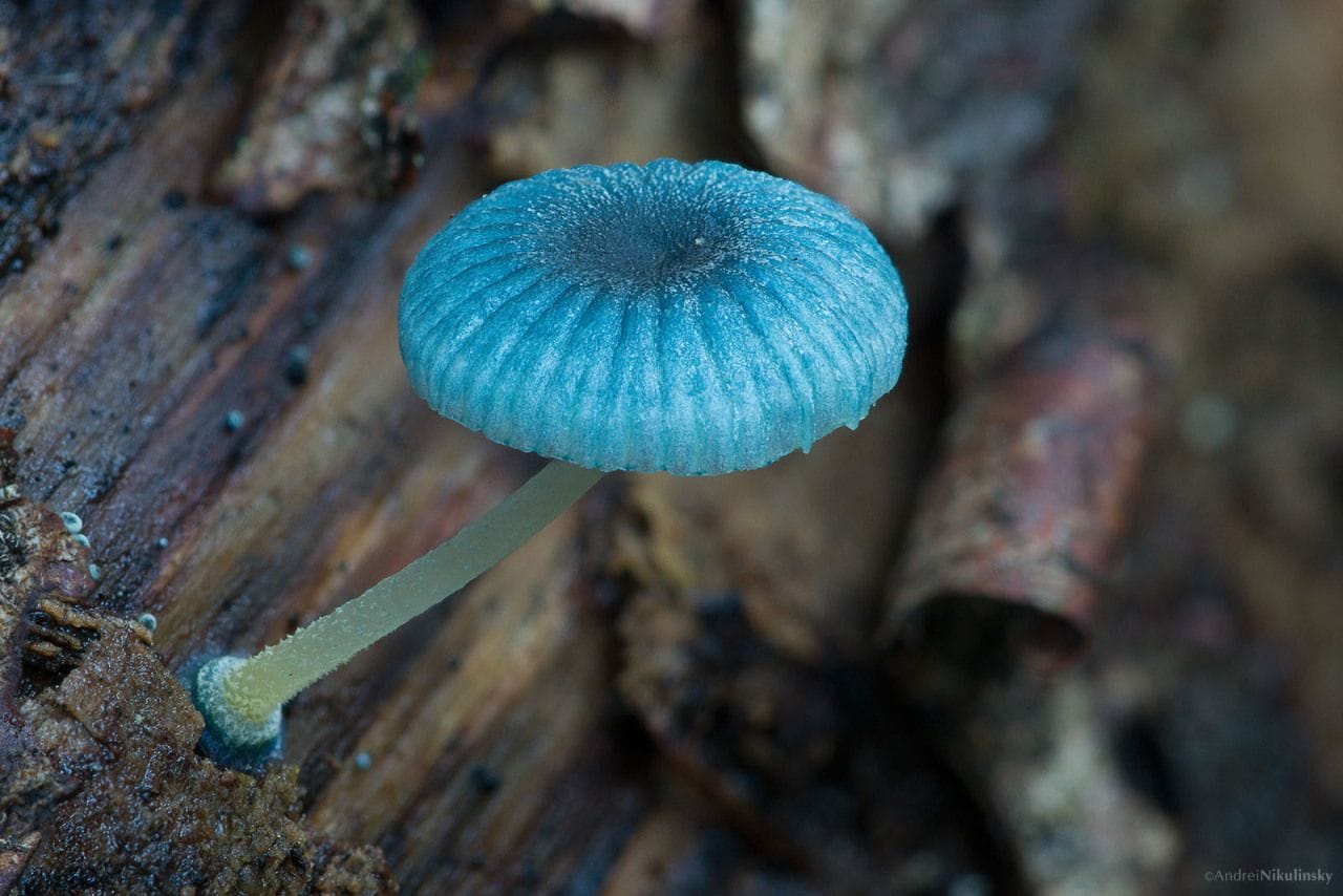 Another Julius River Pixie’s Parasol, Mycena interrupta. Tarkine, Tasmania