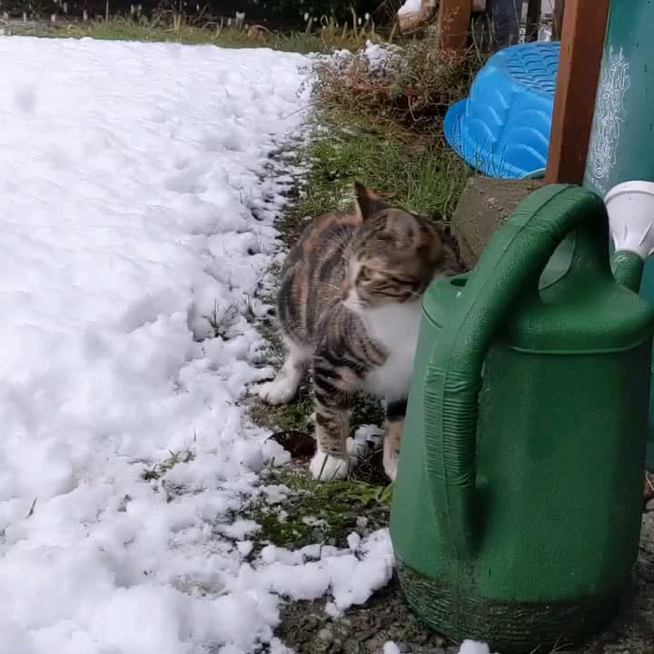 Kitten's first snow day