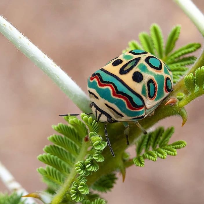 The Zulu hub bug or Picasso bug is a shield insect found from Cameroon ...