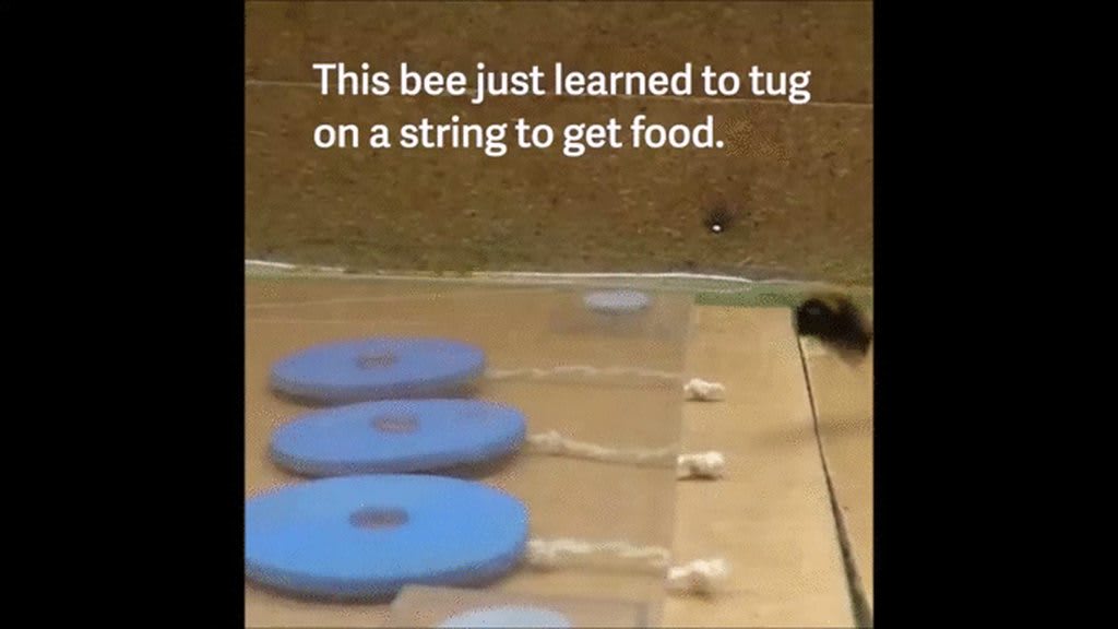 Bees learn from other bees how to pull string for food