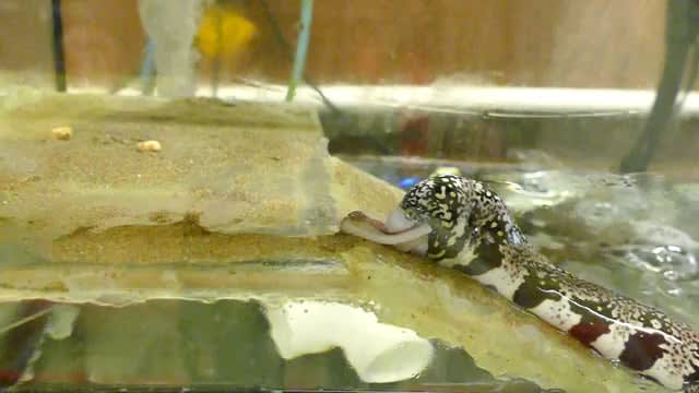 Morays are capable of hunting on land. Differently from most fish which ...