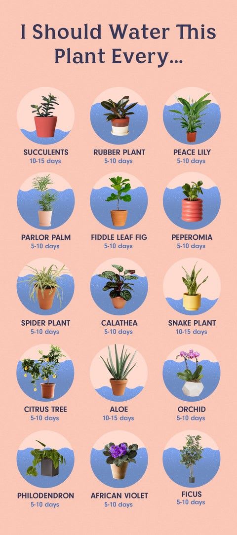 Pin by marke teppor on taimed | Plant care houseplant, House plants ...