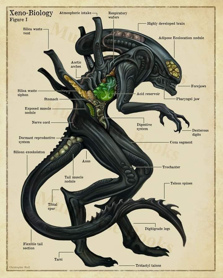Alien anatomy